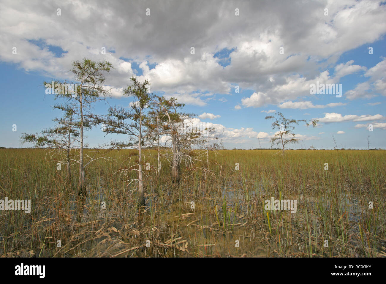 Cypress Trees in an expanse of sawgrass in Everglades National Park ...