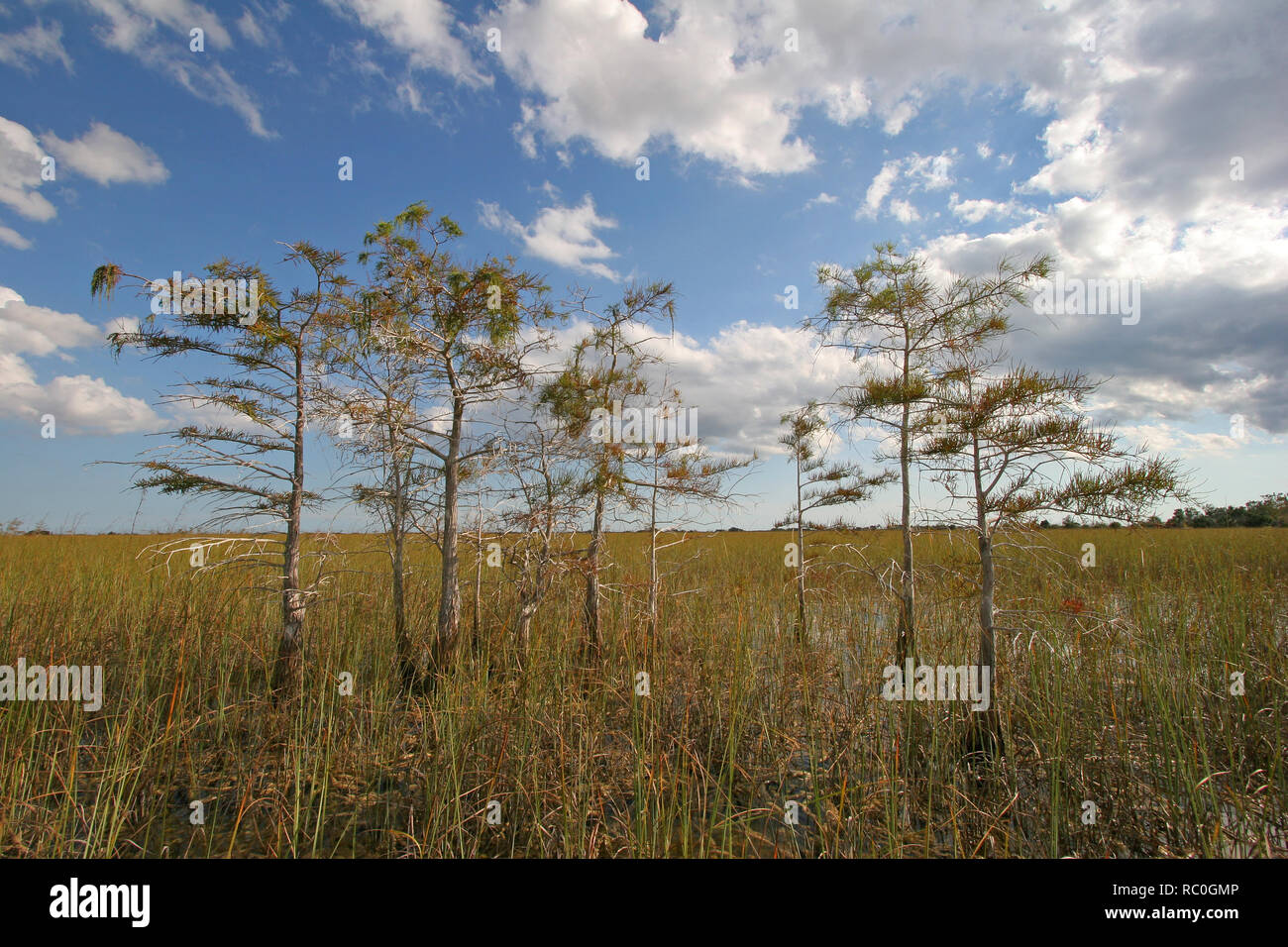 Cypress Trees in an expanse of sawgrass in Everglades National Park ...