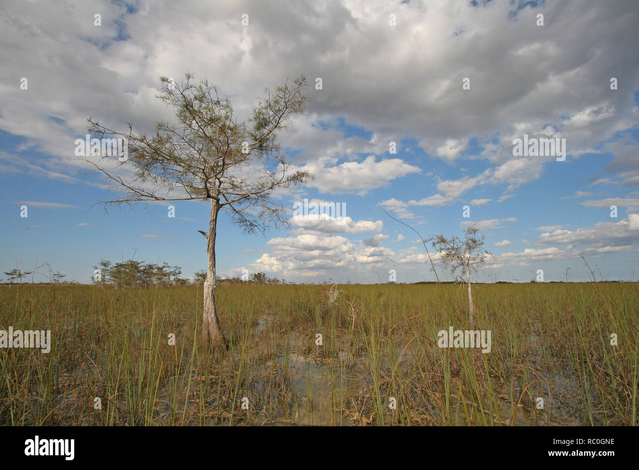 Cypress Trees in an expanse of sawgrass in Everglades National Park ...