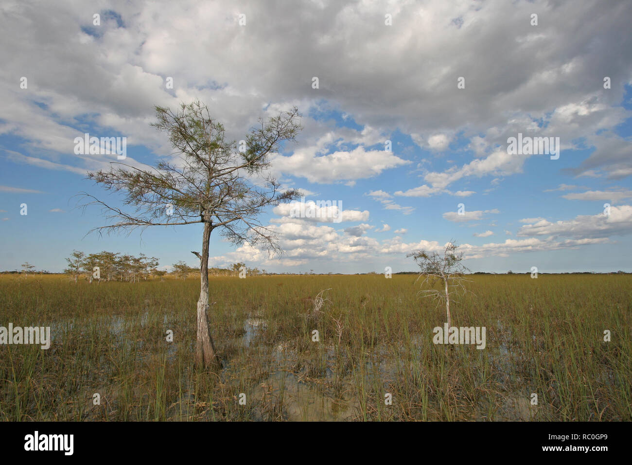 Cypress Trees in an expanse of sawgrass in Everglades National Park ...