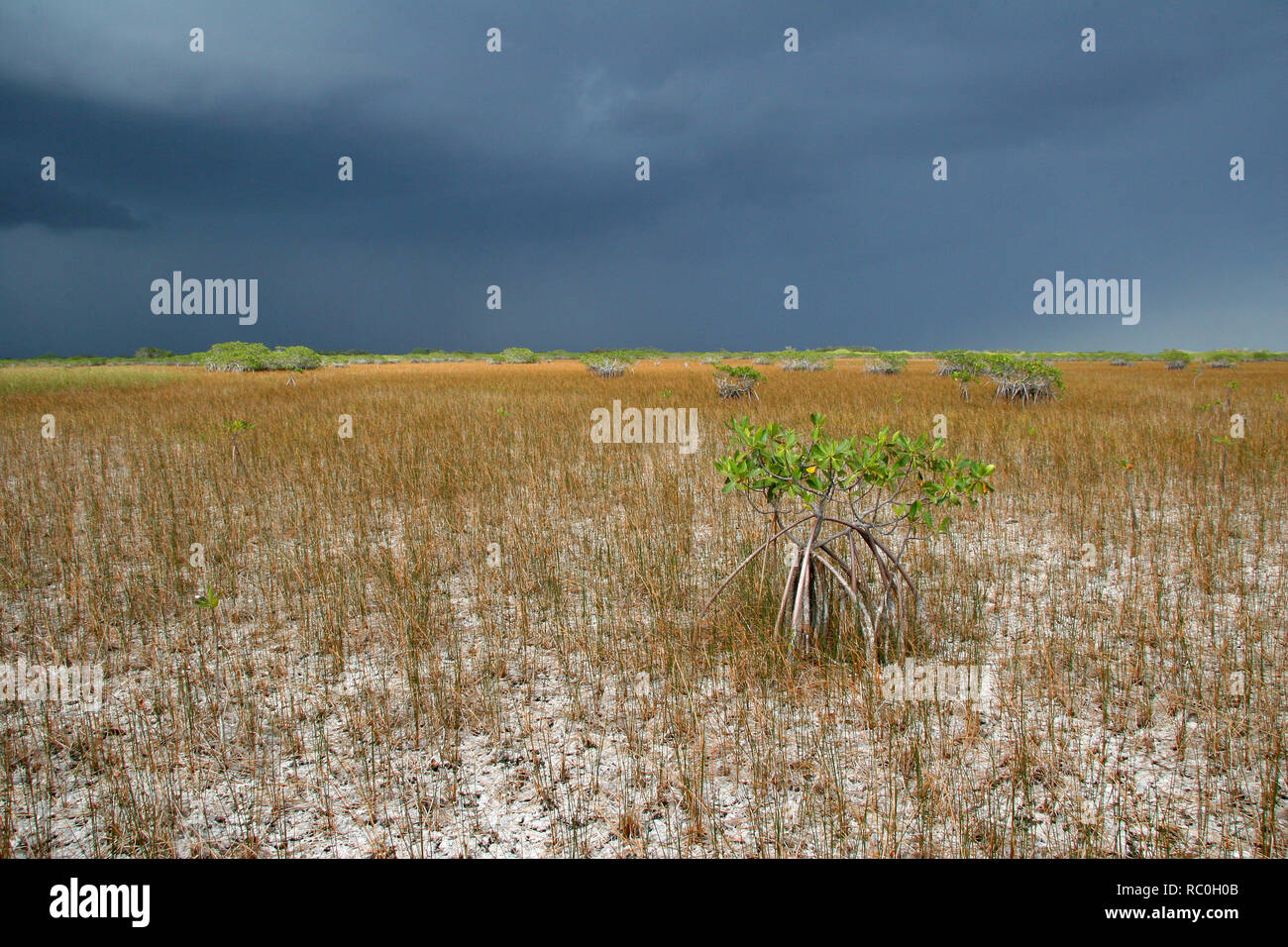 Dwarf Mangroves Trees of Everglades National Park, Florida, under ...