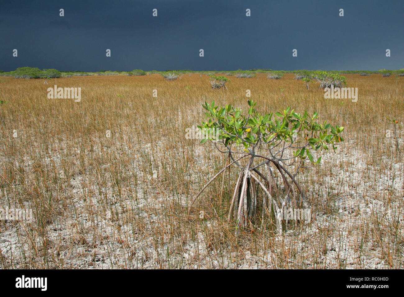 Dwarf Mangroves Trees of Everglades National Park, Florida, under ...