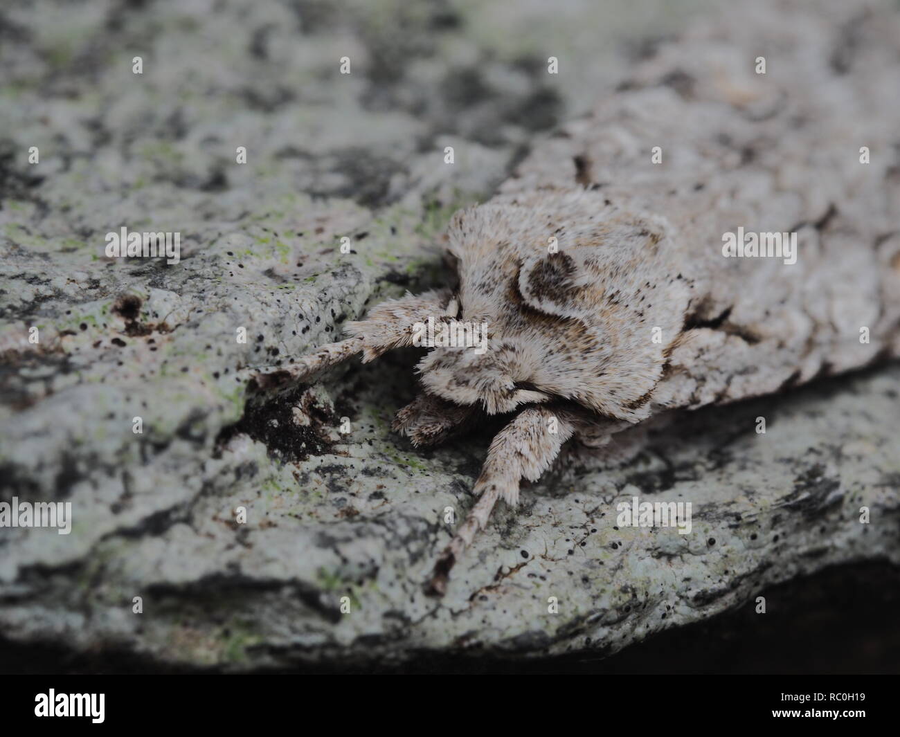 camouflaged moth on a stone wall in north wales Stock Photo - Alamy