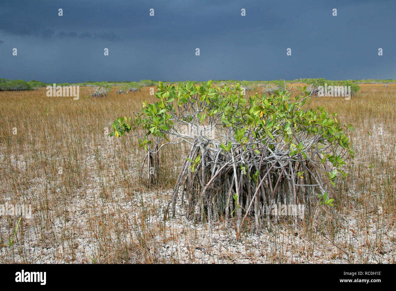 Dwarf Mangroves Trees of Everglades National Park, Florida, under ...