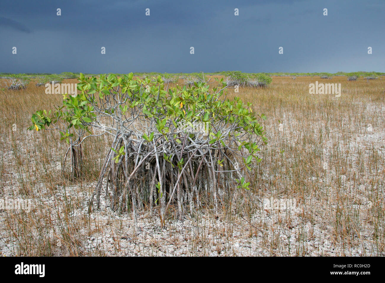 Dwarf Mangroves Trees of Everglades National Park, Florida, under ...