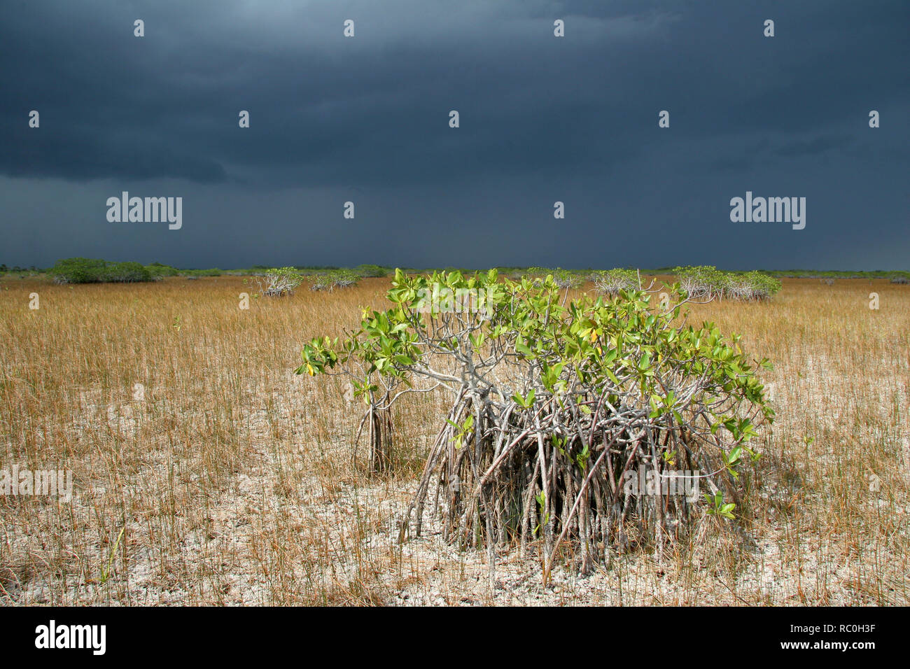 Dwarf Mangroves Trees of Everglades National Park, Florida, under ...