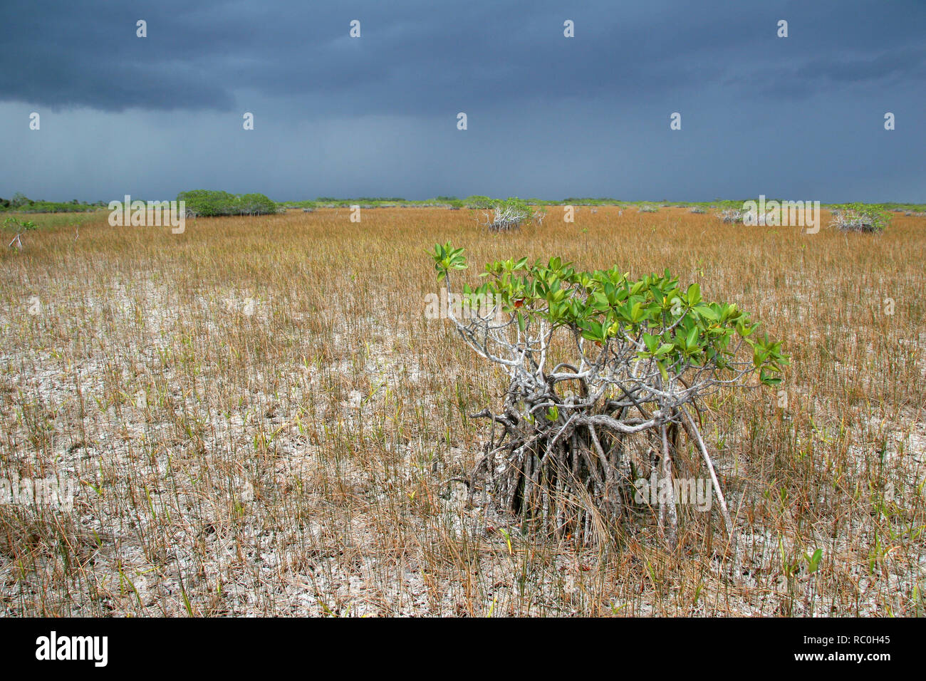 Dwarf Mangroves Trees of Everglades National Park, Florida, under ...