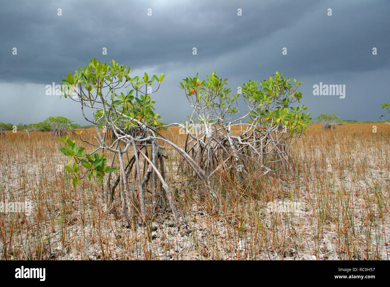Dwarf Mangroves Trees of Everglades National Park, Florida, under ...