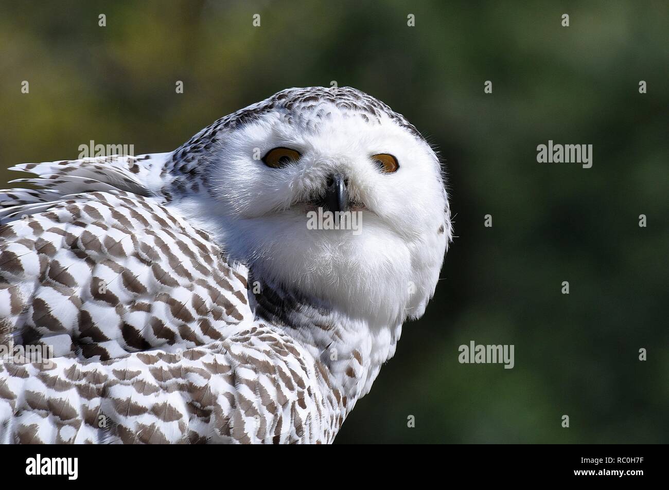 Snowy owl nest hi-res stock photography and images - Alamy