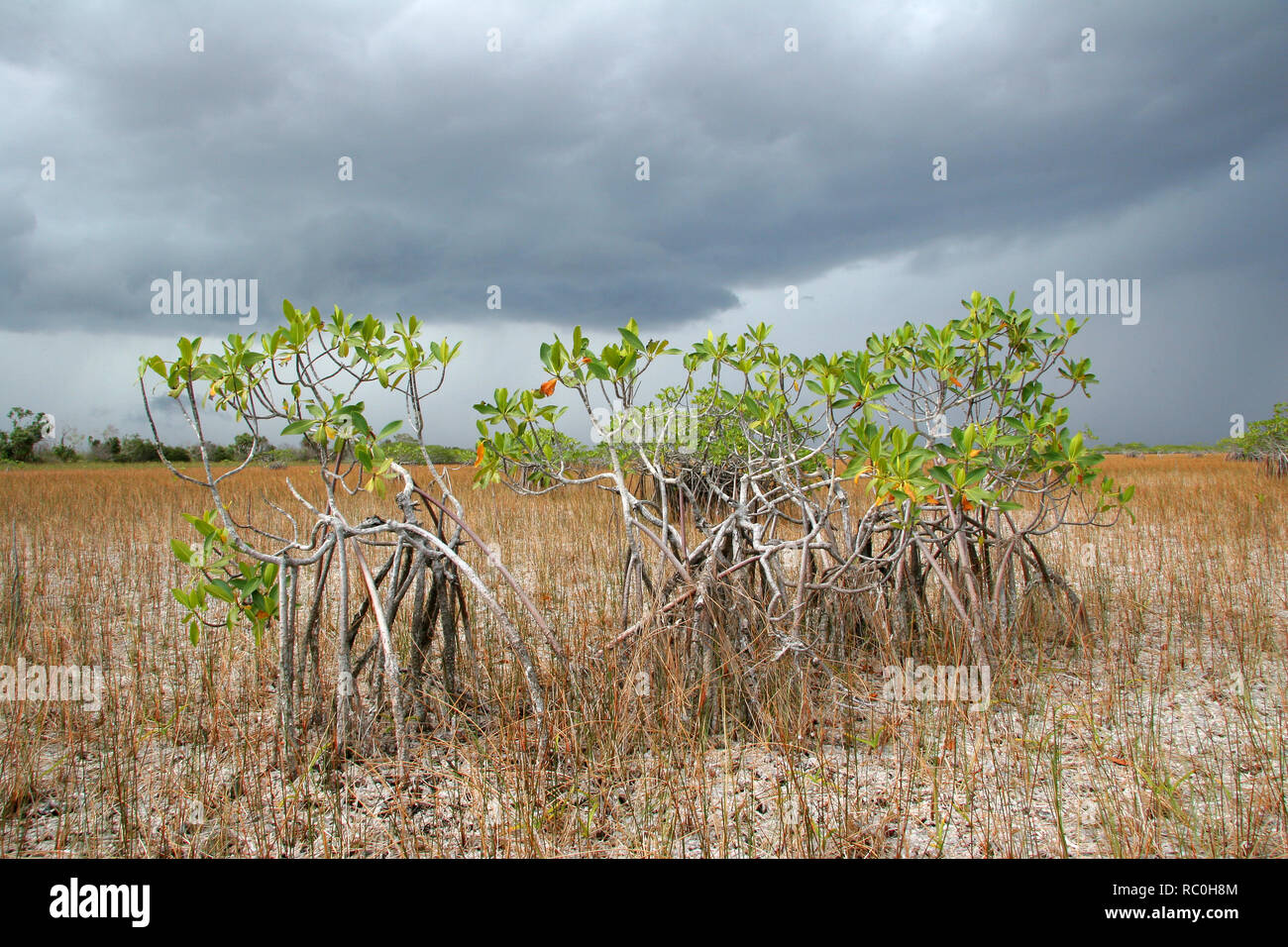 Dwarf Mangroves Trees of Everglades National Park, Florida, under ...