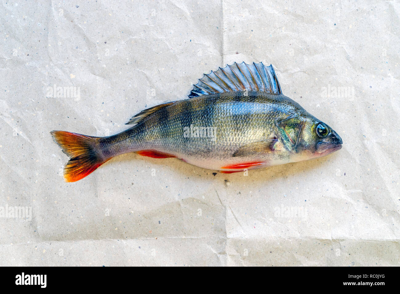 Closeup scale hi-res stock photography and images - Alamy