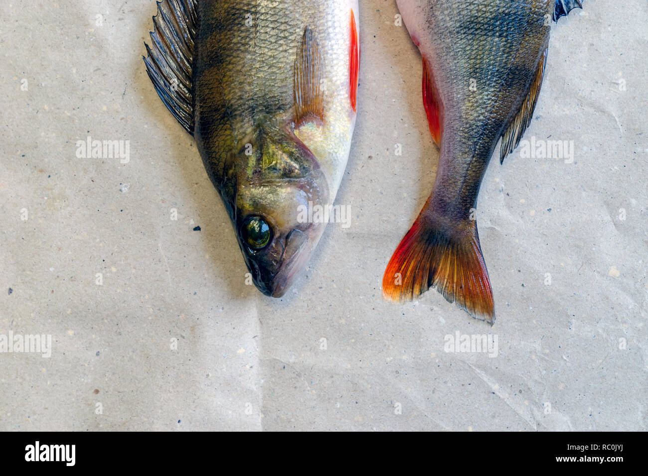 Perches freshwater fish hi-res stock photography and images - Alamy