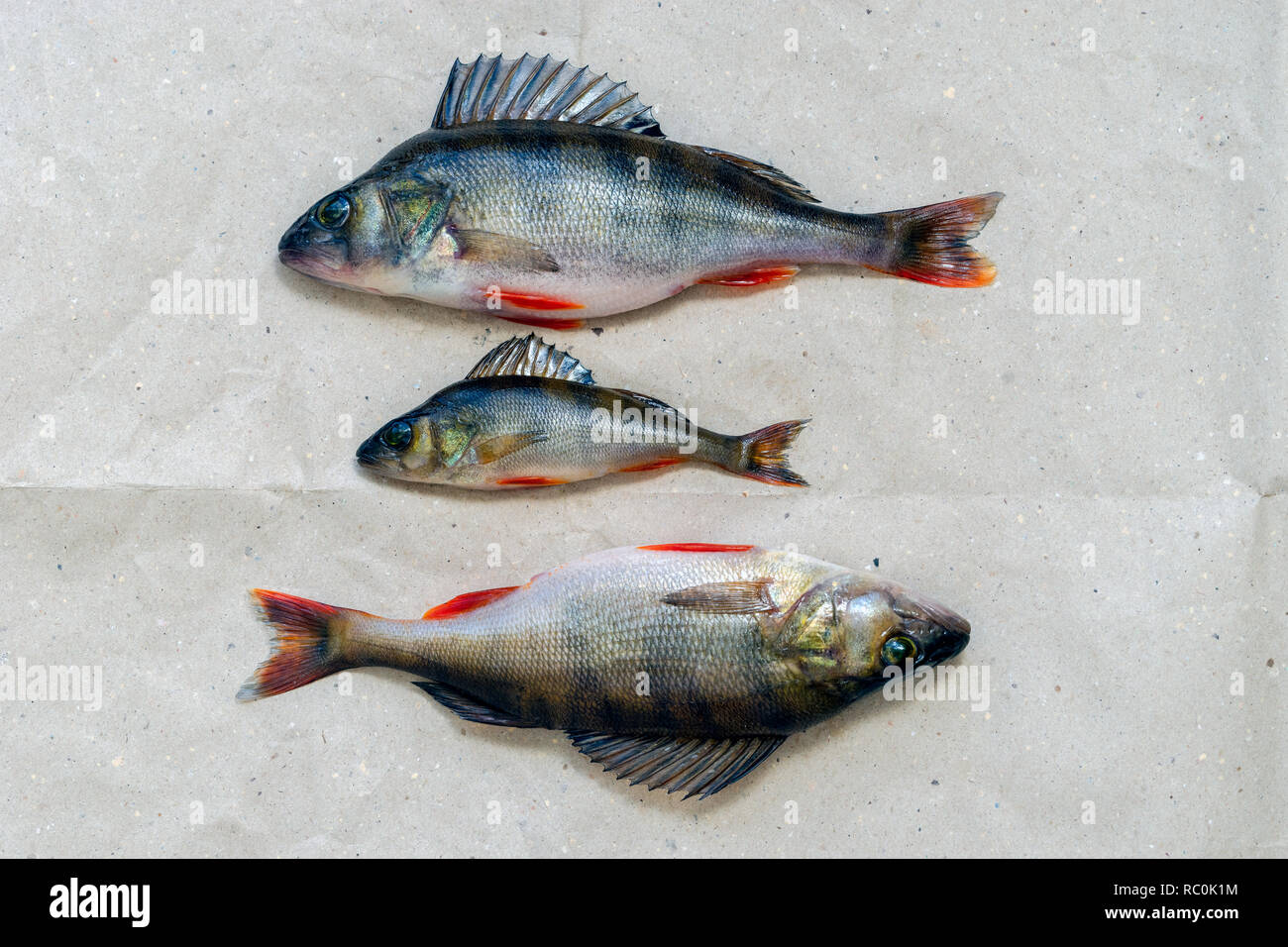 Closeup scale hi-res stock photography and images - Alamy