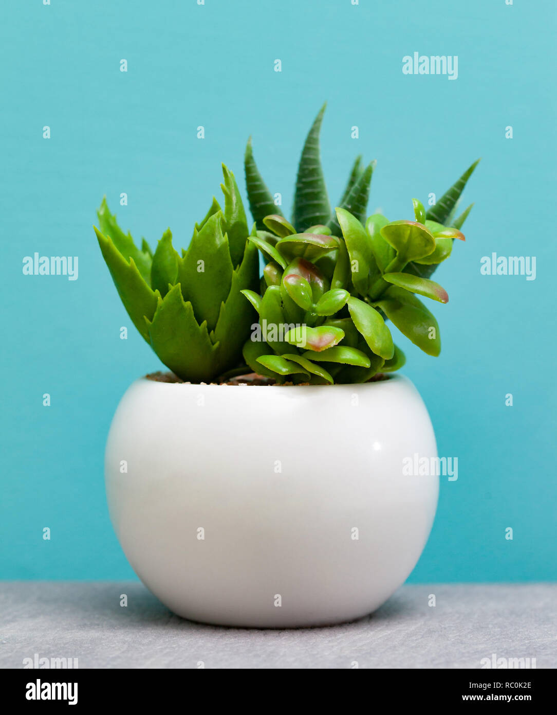 Decorative plants hi-res stock photography and images - Alamy