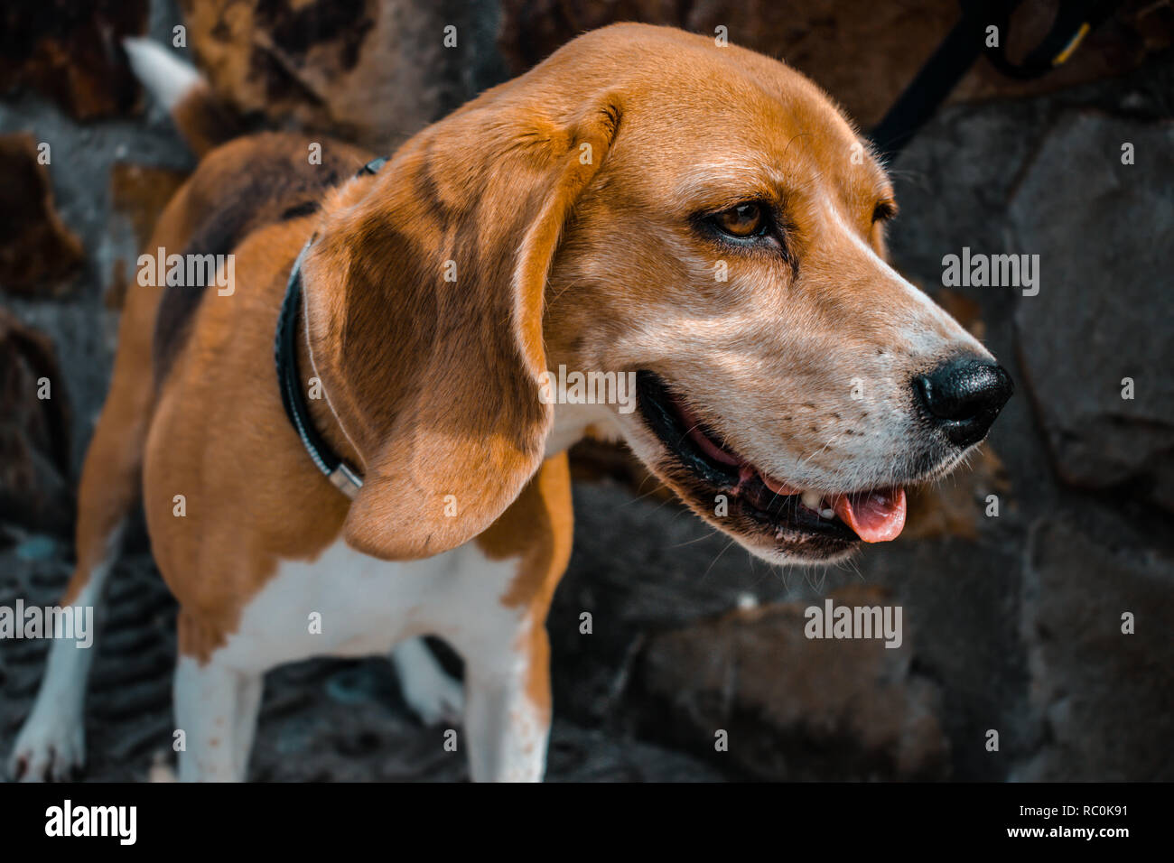 English beagle hi-res stock photography and images - Alamy