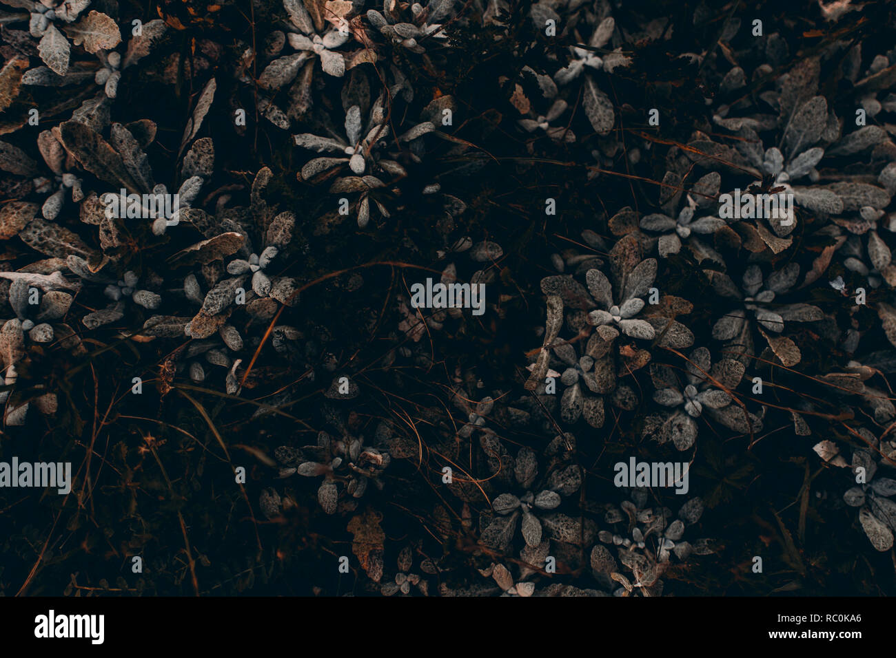 Highland plants hi-res stock photography and images - Alamy