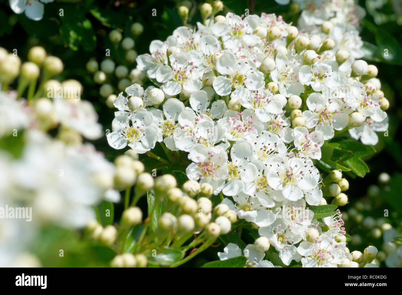 Hawthorn, May-tree or Whitethorn (crataegus monogyna), close up of a ...