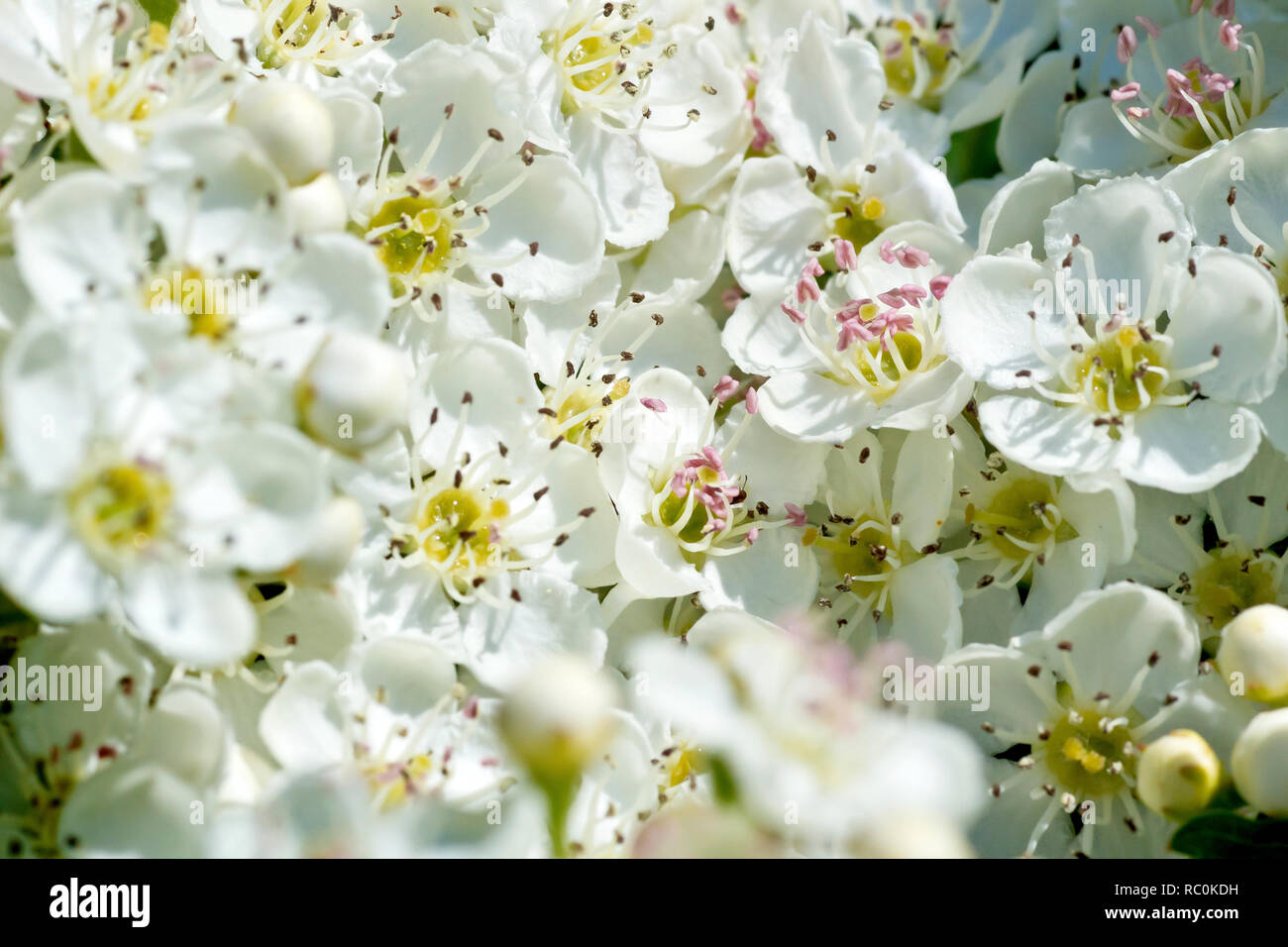 Hawthorn, May-tree or Whitethorn (crataegus monogyna), close up of a ...