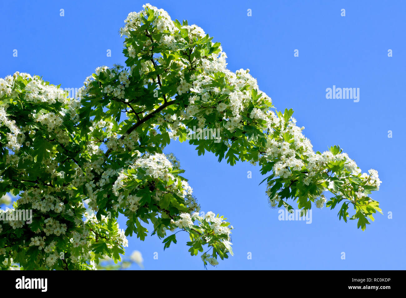 Hawthorn, May-tree or Whitethorn (crataegus monogyna), a shot of a ...