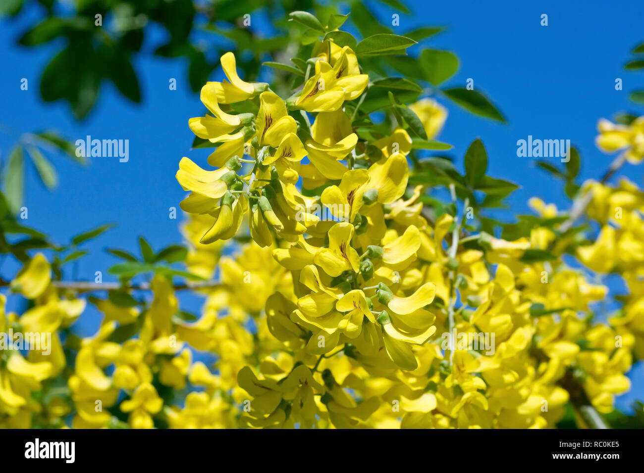 Laburnum species hi-res stock photography and images - Alamy