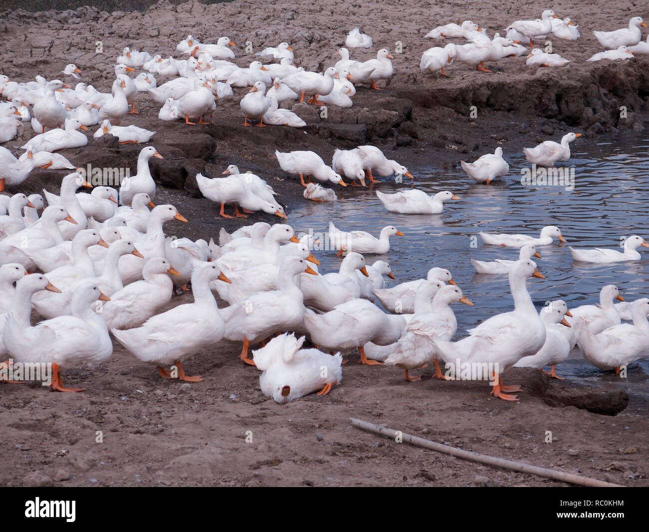 Flock domestic geese on farm hi-res stock photography and images - Alamy