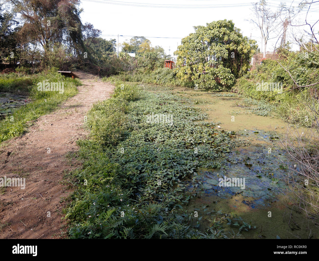 Pheasant tailed jacana reserve hi-res stock photography and images - Alamy