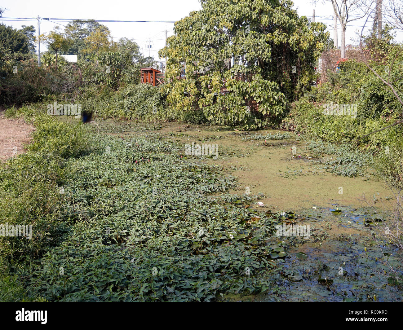 Pheasant-tailed jacana reserve, west coast Taiwan, January 2019 Stock ...