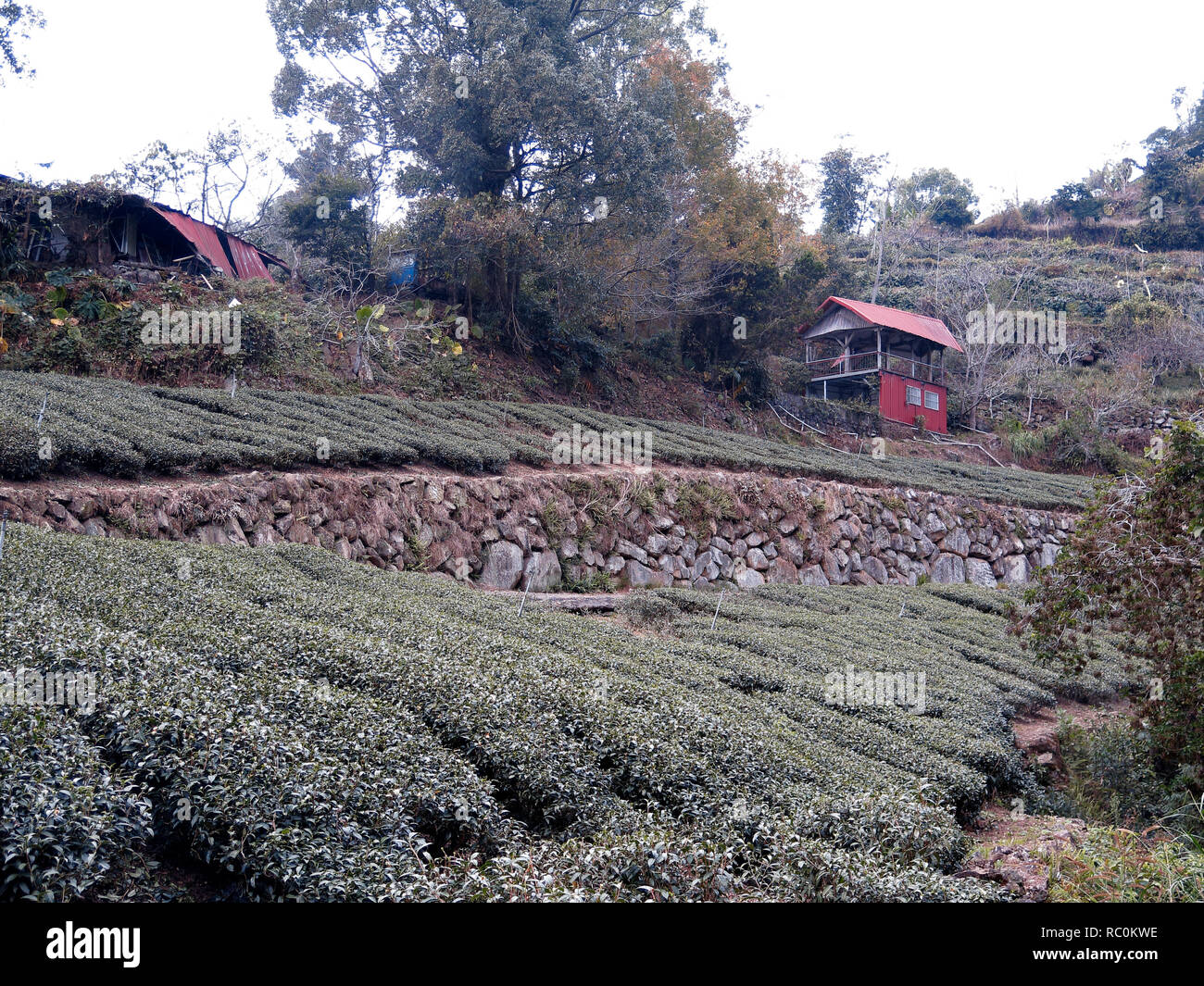 Tea crops in Taiwan, January 2019 Stock Photo - Alamy