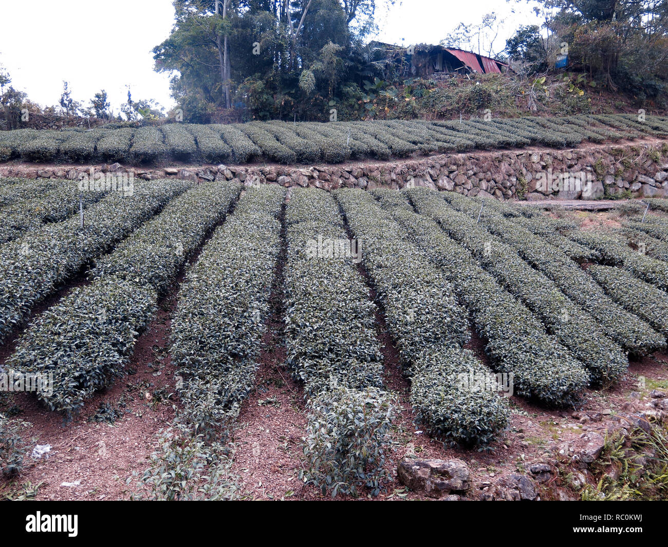 Taiwan tea farm hi-res stock photography and images - Alamy