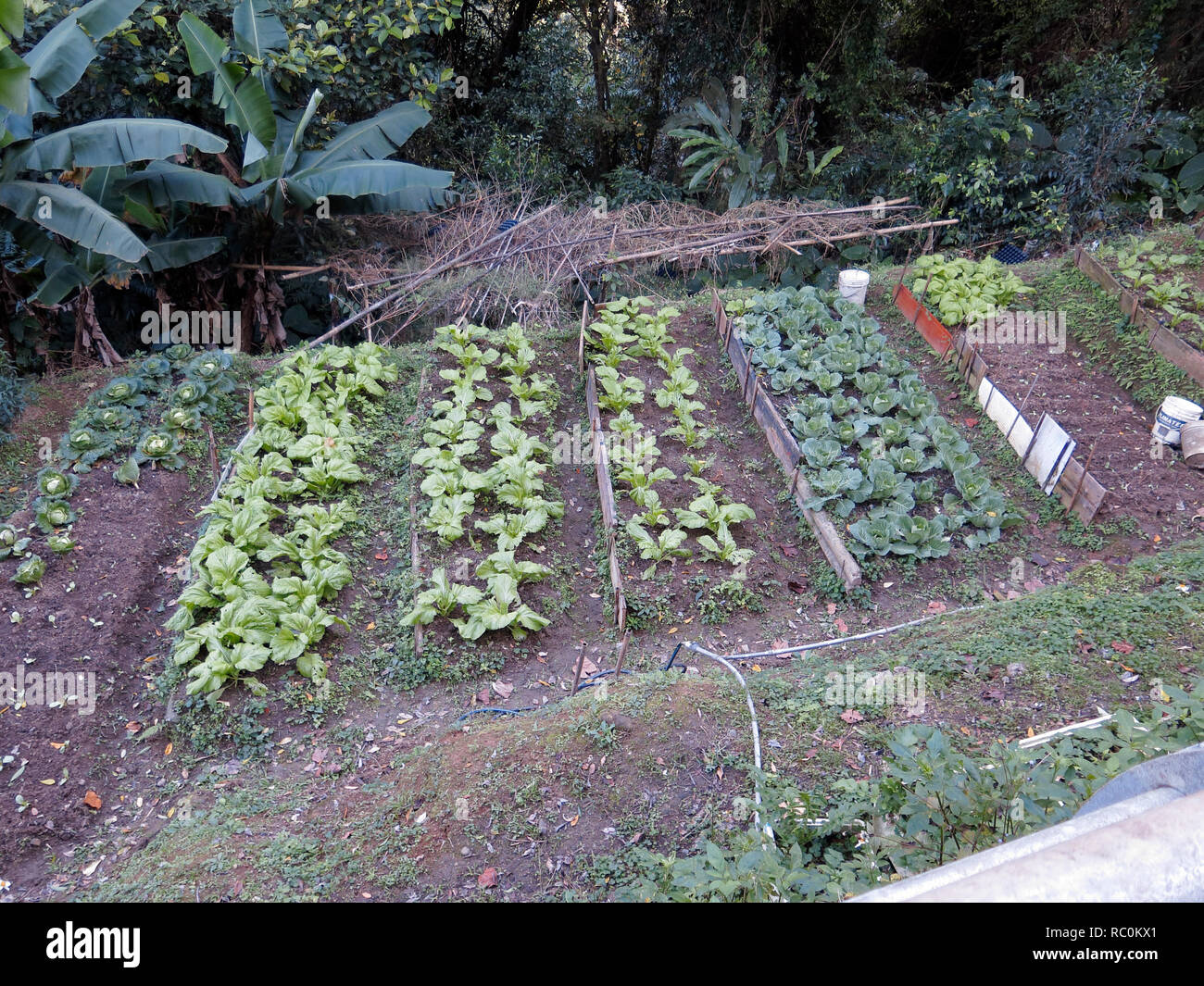 Vegtable farming hi-res stock photography and images - Alamy