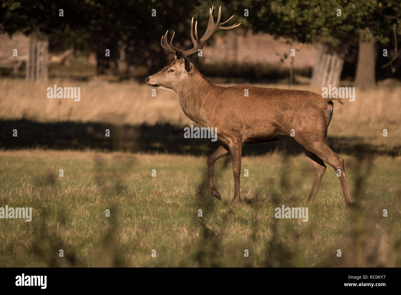 Strutting hi-res stock photography and images - Alamy