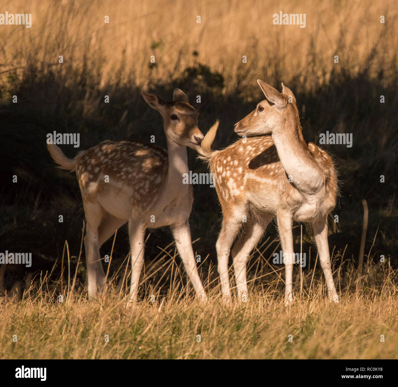 Young Fallow deer enjoying the sunshine Stock Photo - Alamy