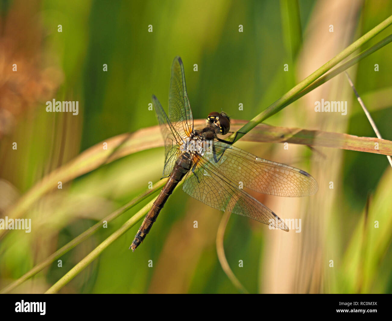 male Black Darter dragonfly (Sympetrum danae) perched in sun on leaf of ...