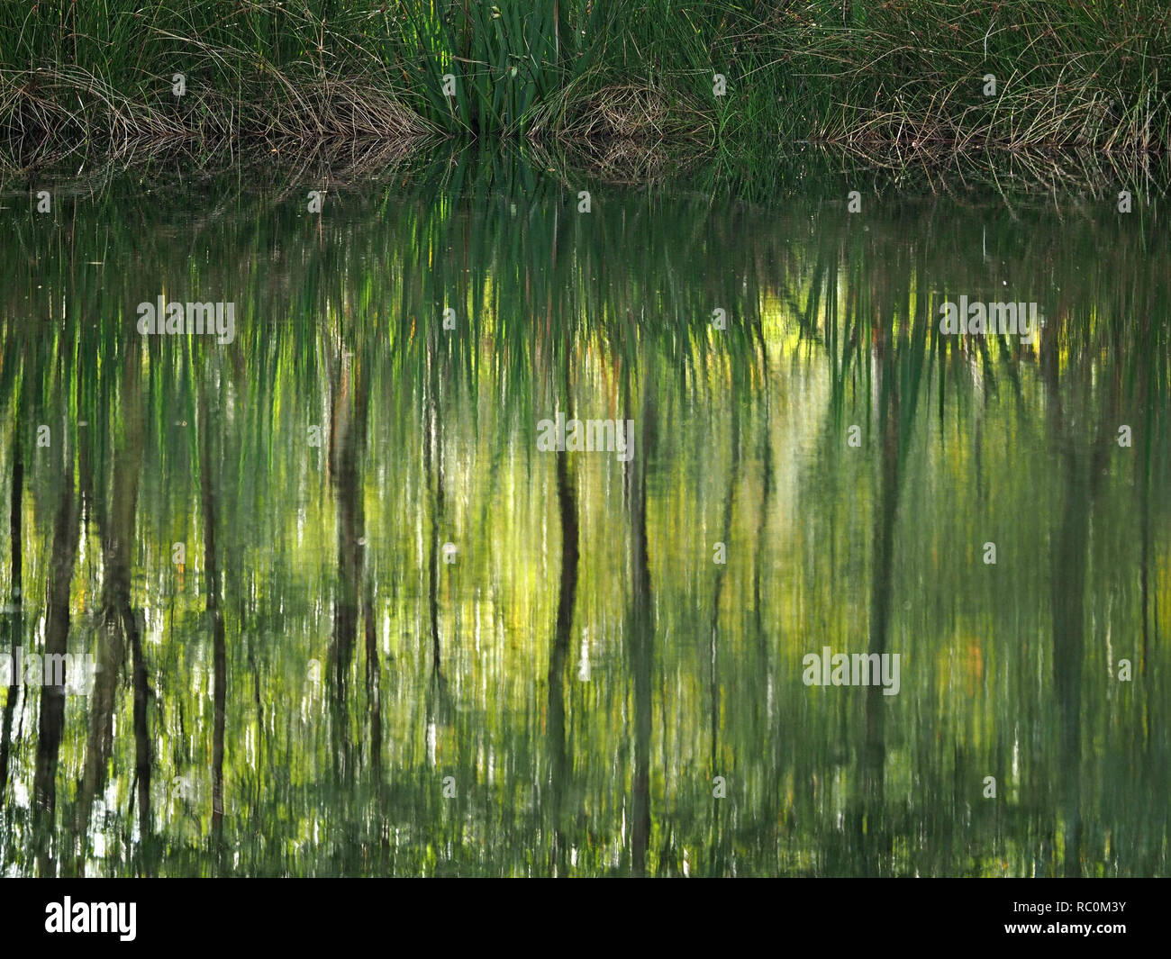 Marginal vegetation reflected in still pool of water creates abstract ...