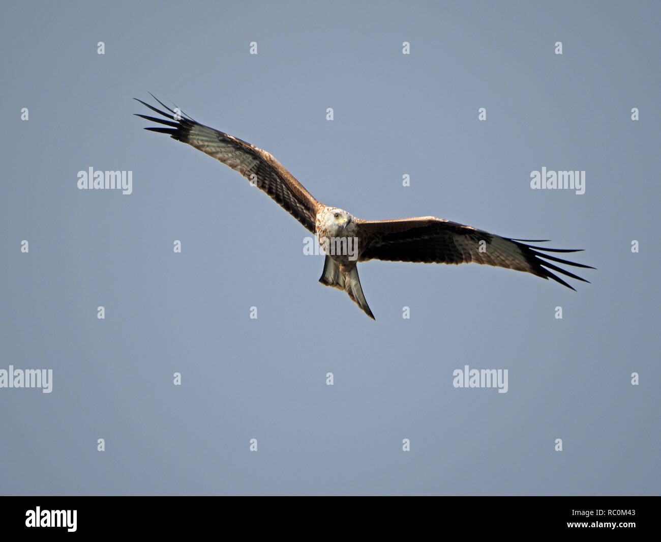 Uk raptor introduction hi-res stock photography and images - Alamy