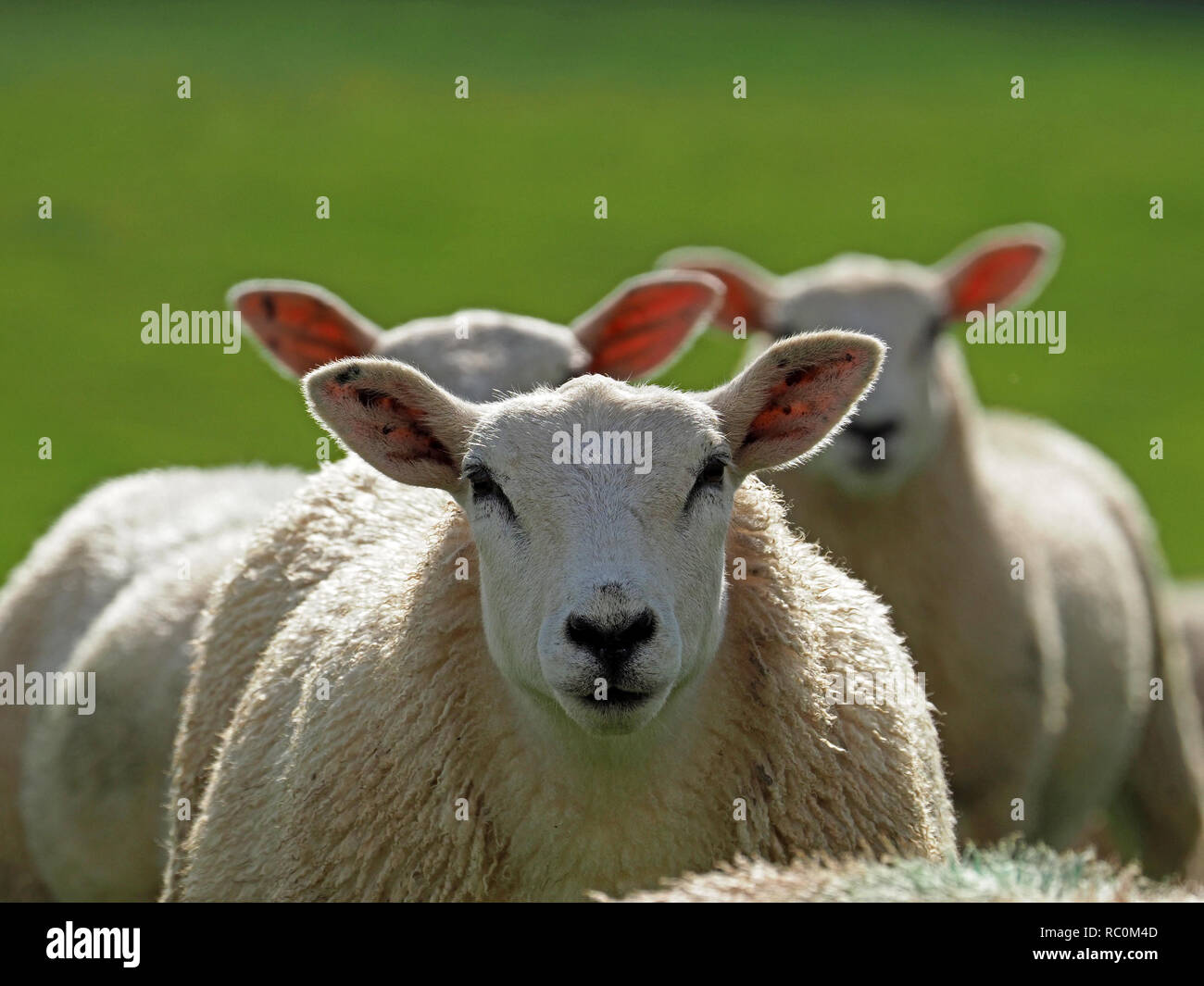 Sheepish hi-res stock photography and images - Alamy