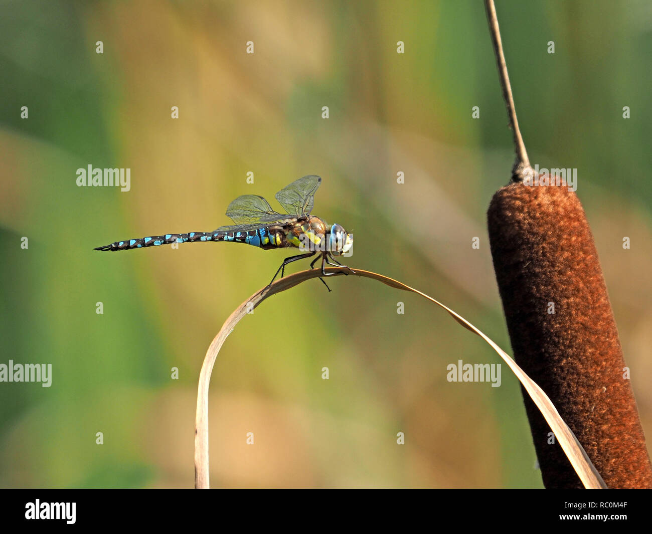 Foulshaw moss nature reserve dragonfly hi-res stock photography and ...