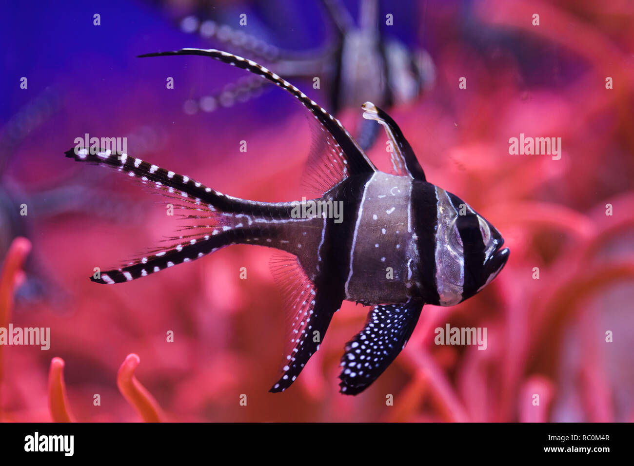Banggai cardinalfish (Pterapogon kauderni). Tropical fish Stock Photo ...