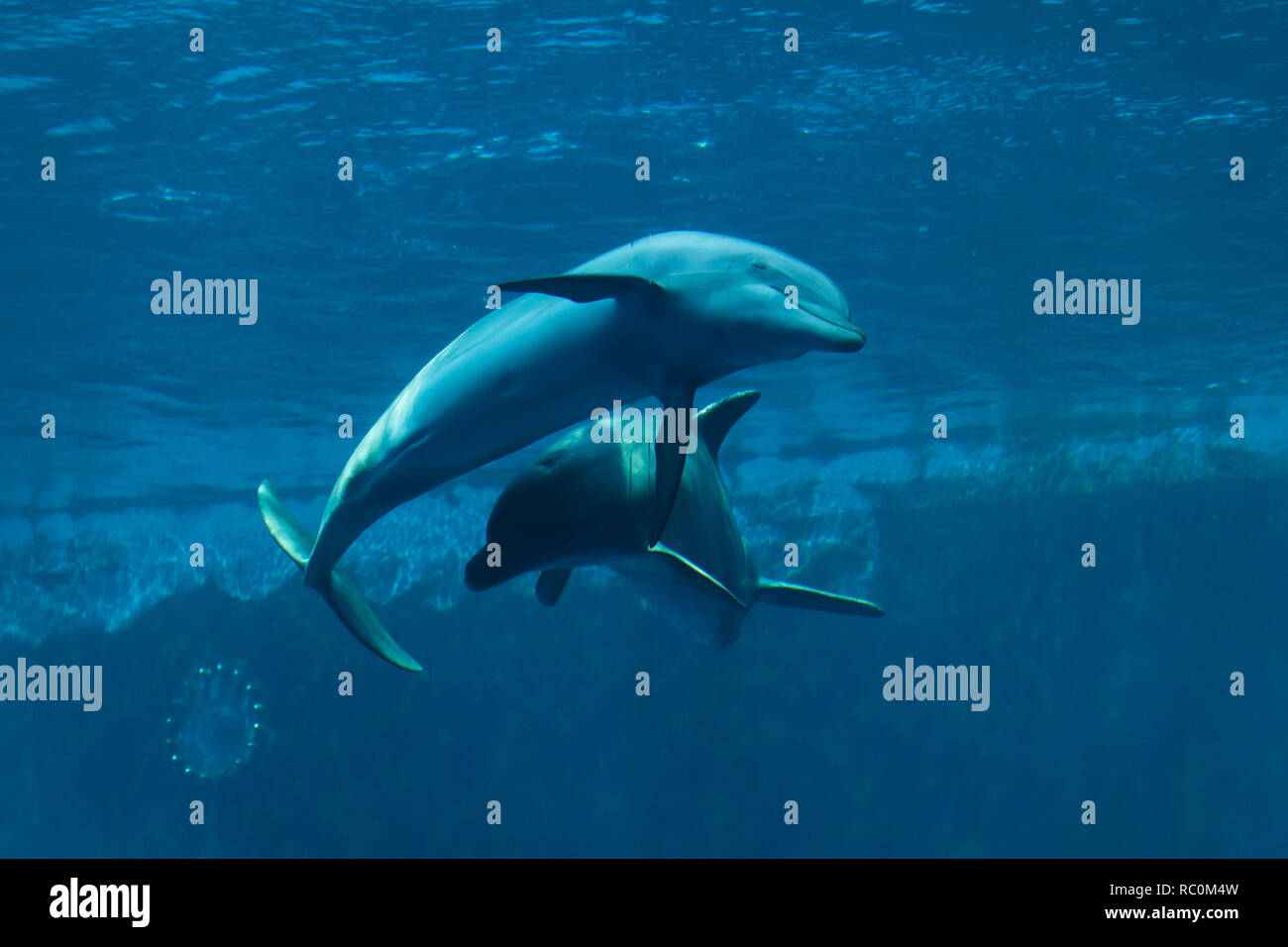 Common bottlenose dolphins (Tursiops truncatus Stock Photo - Alamy