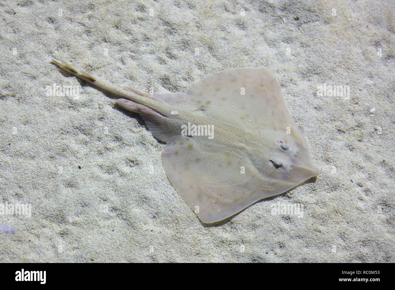 Undulate ray (Raja undulata Stock Photo - Alamy