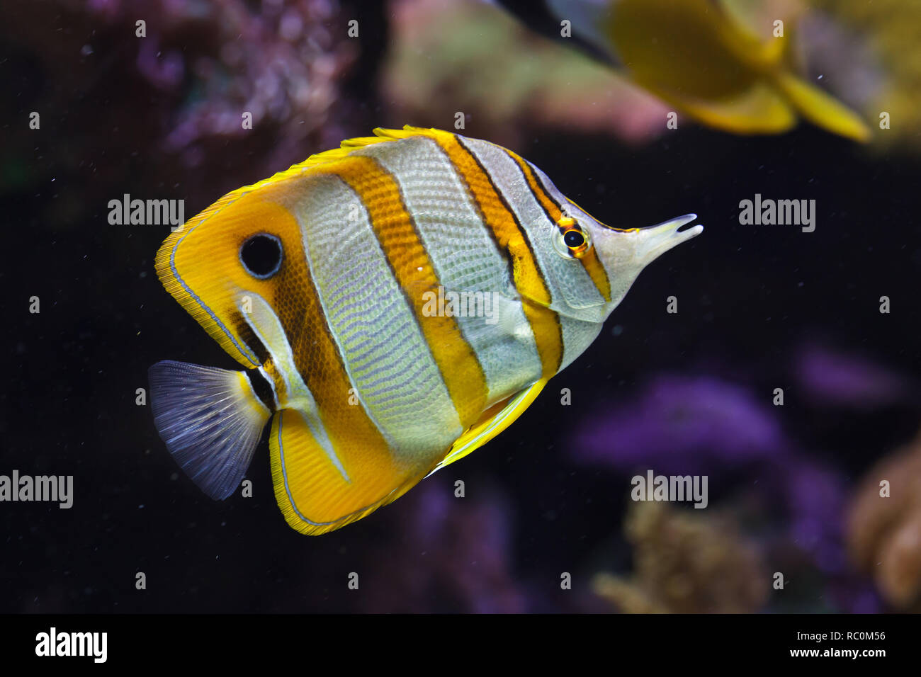 Copperband butterflyfish (Chelmon rostratus). Tropical fish Stock Photo ...