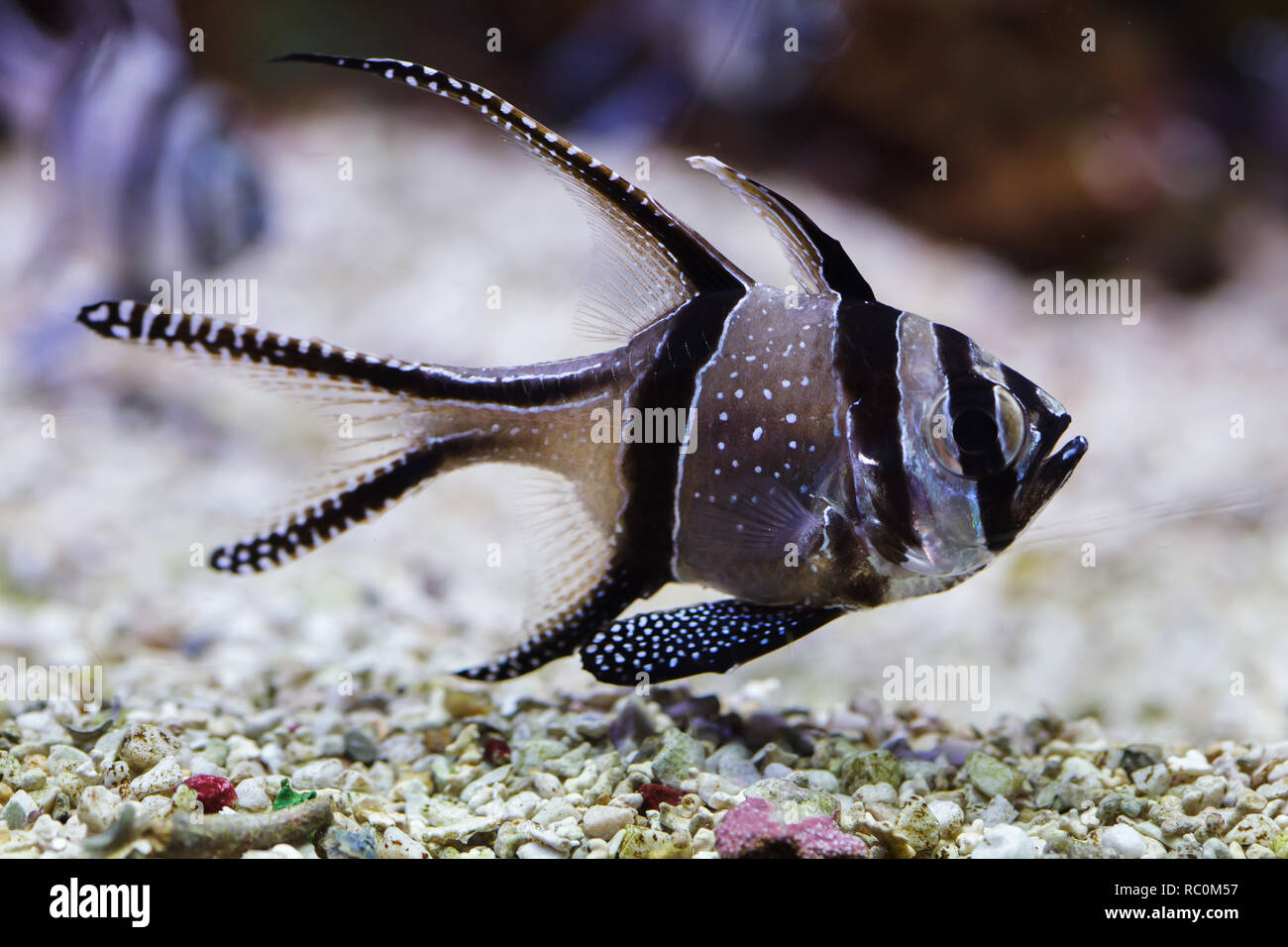 Banggai cardinalfish (Pterapogon kauderni). Tropical fish Stock Photo ...