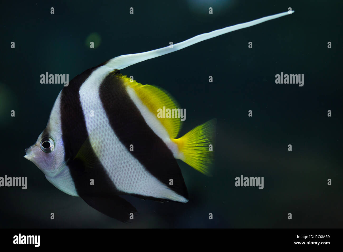 Pennant coralfish (Heniochus acuminatus), also known as the reef ...