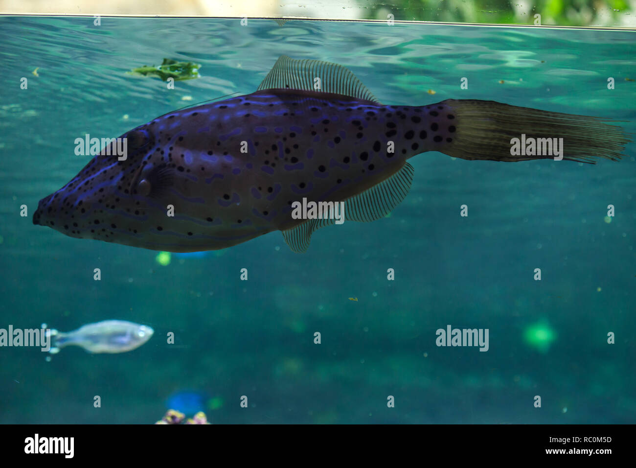 Scribbled leatherjacket filefish (Aluterus scriptus Stock Photo - Alamy