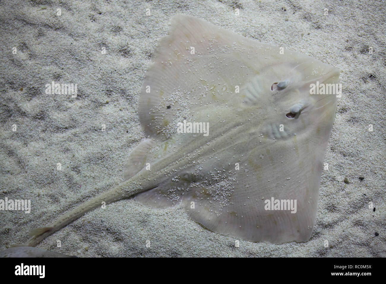 Undulate ray (Raja undulata Stock Photo - Alamy