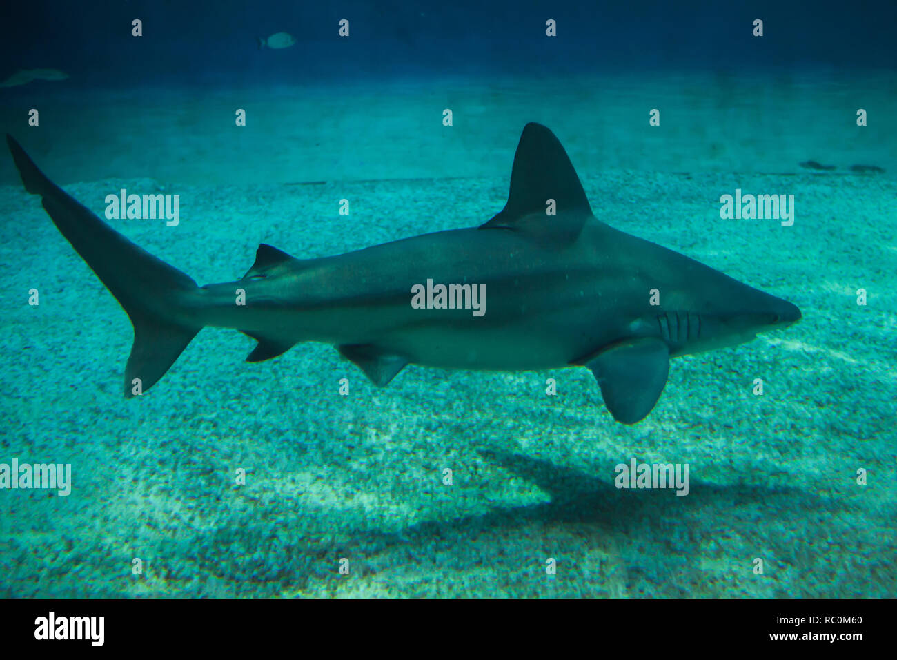 Sandbar shark (Carcharhinus plumbeus). Tropical fish Stock Photo - Alamy