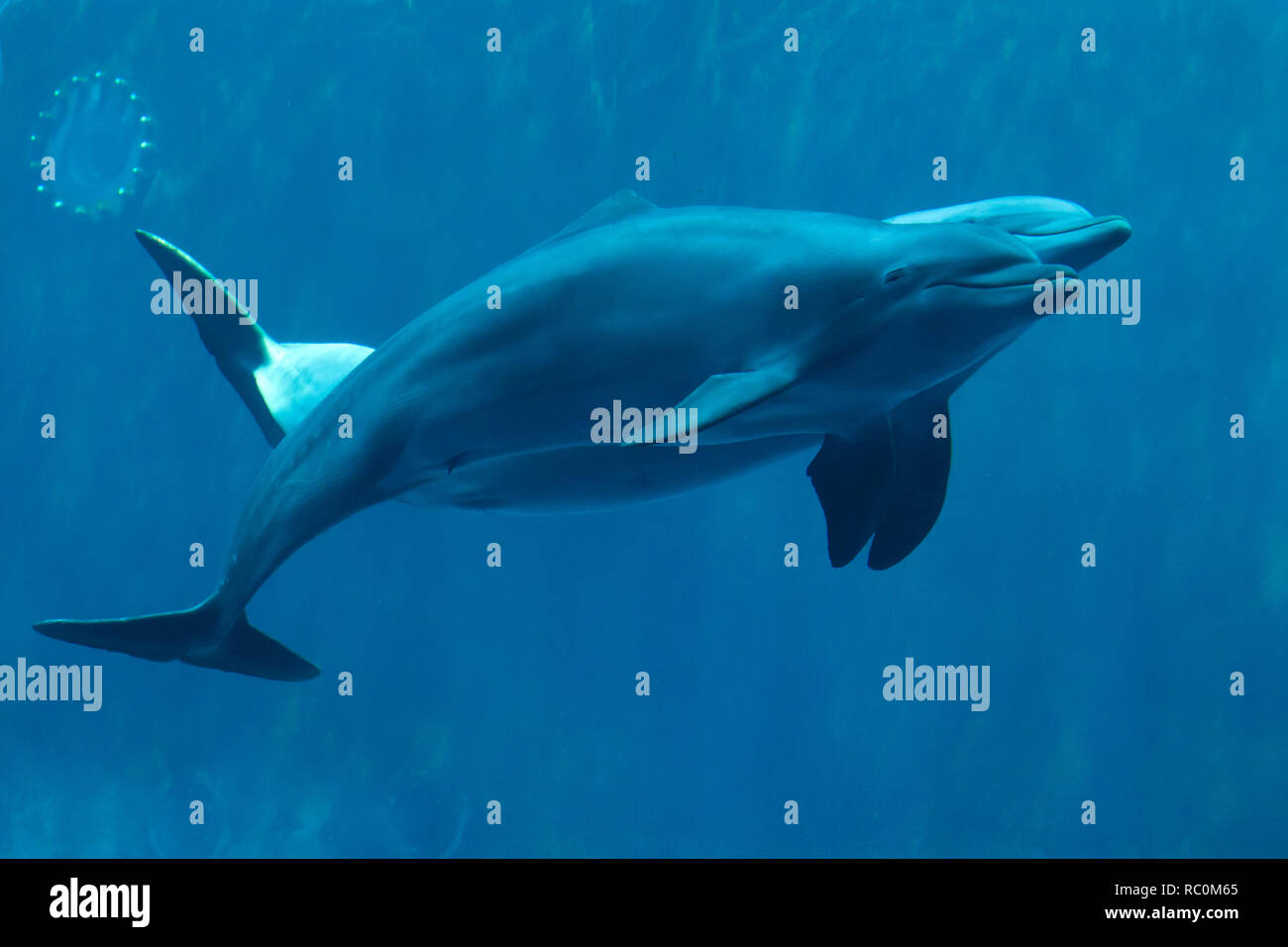 Common bottlenose dolphins (Tursiops truncatus Stock Photo - Alamy