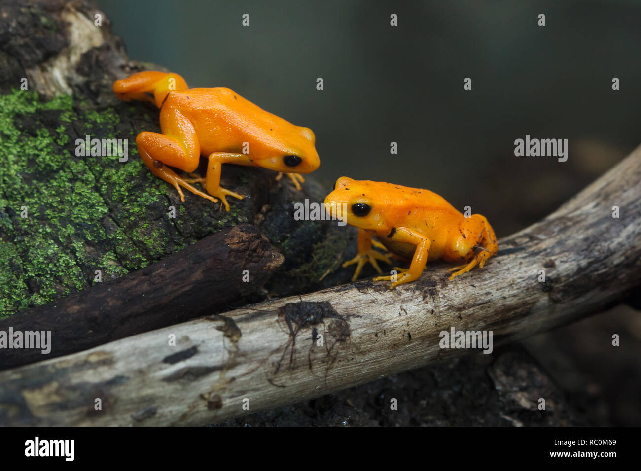 Golden mantella (Mantella aurantiaca). Wild life animal Stock Photo - Alamy
