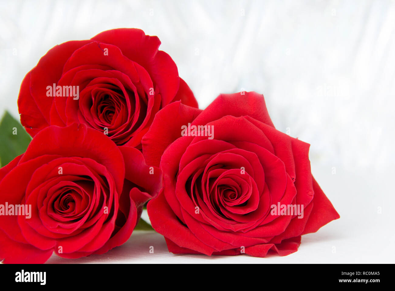 Three Red Roses with boke Background. copy space - Valentines and 8 March Mother Women's Day ...