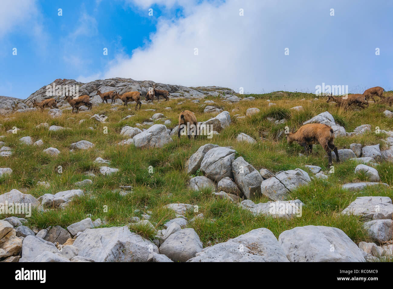 Wild alpine goat hi-res stock photography and images - Alamy
